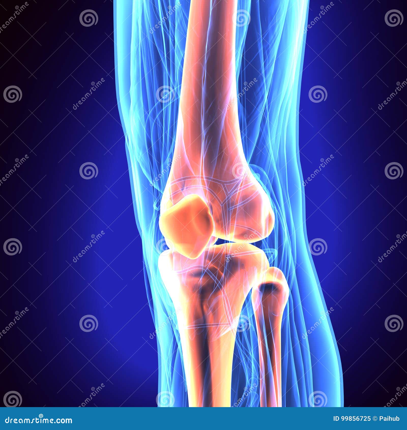 3D Illustration of Patella - Part of Human Skeleton. Stock Illustration ...