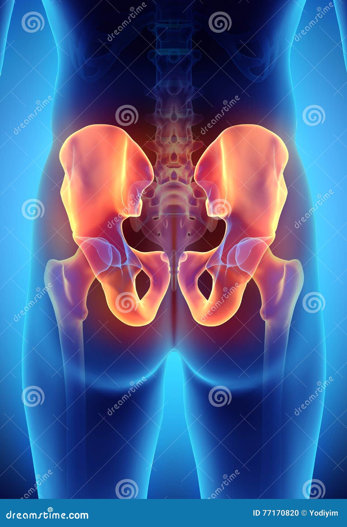 Pelvis Medical Illustration Showing Front, Anterior, Mid, & Posterior ...