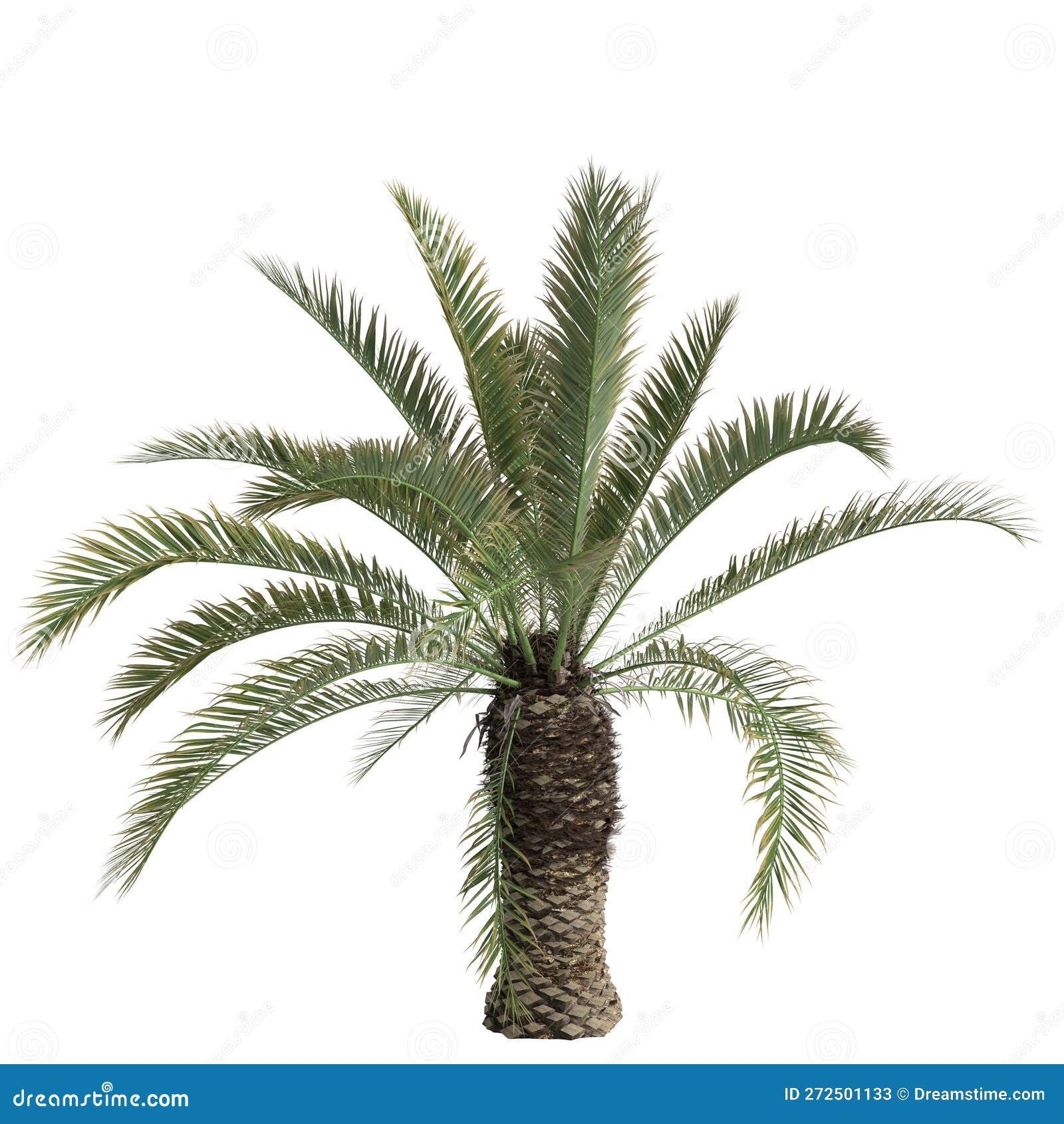 3d Illustration of Phoenix Canariensis Palm Isolated on White ...