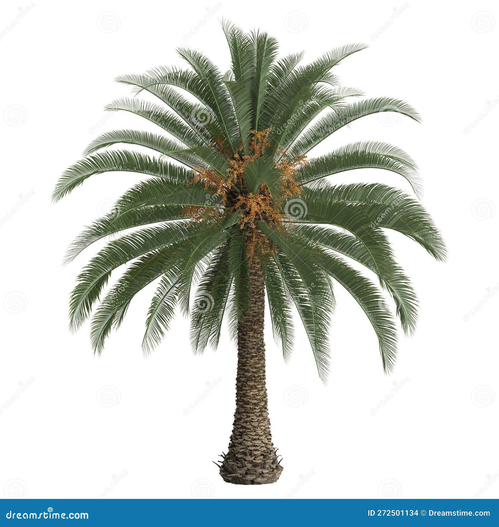 3d Illustration of Phoenix Canariensis Palm Isolated on White ...