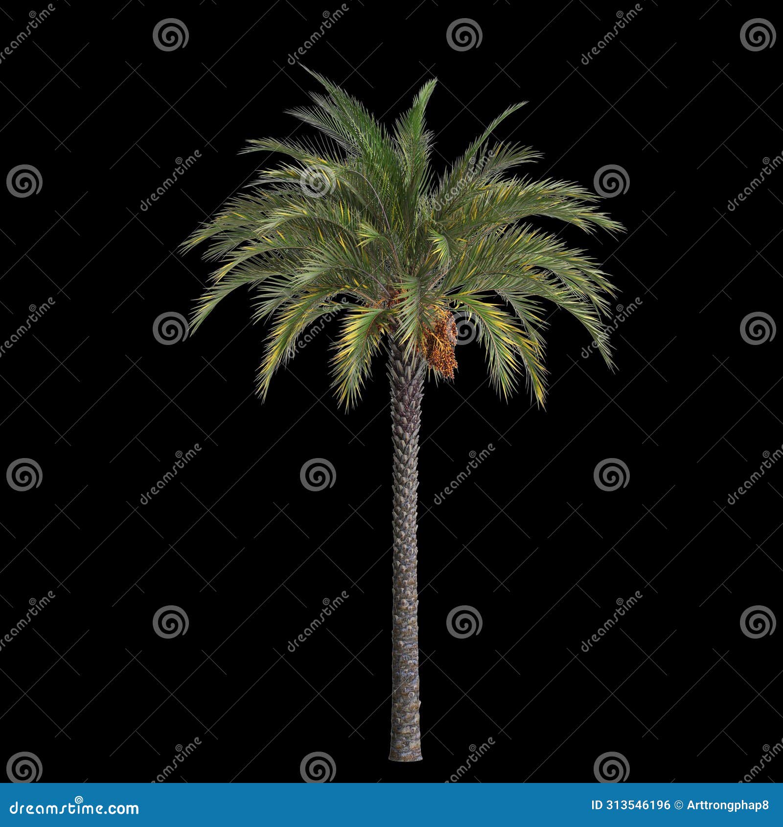3d Illustration Of Phoenix Dactylifera Tree Isolated On Black ...