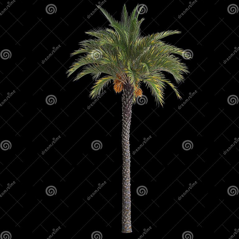 3d Illustration of Phoenix Dactylifera Tree Isolated on Black ...
