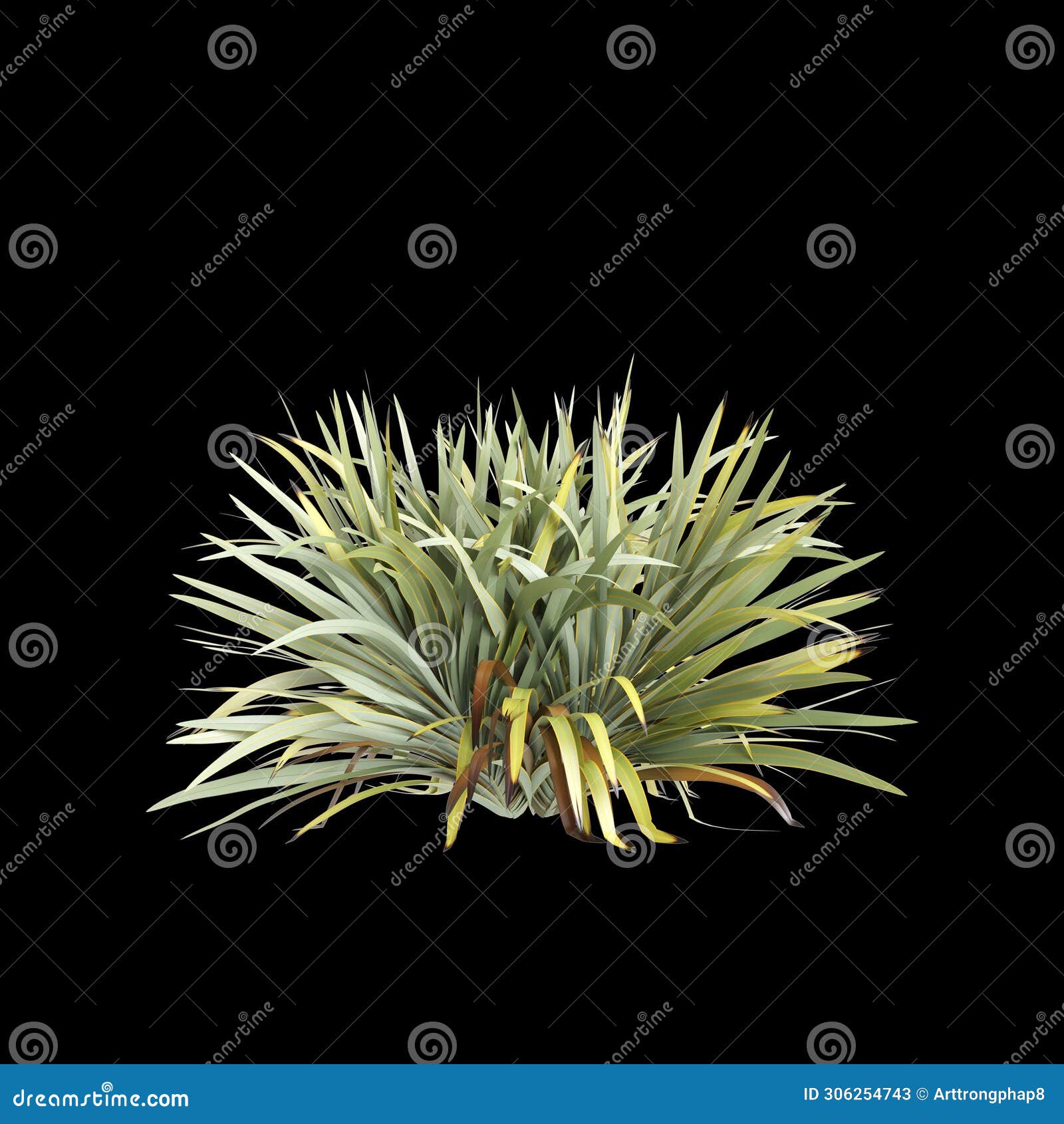 3d Illustration Of Set Phormium Tenax Tree Isolated On Black Background ...