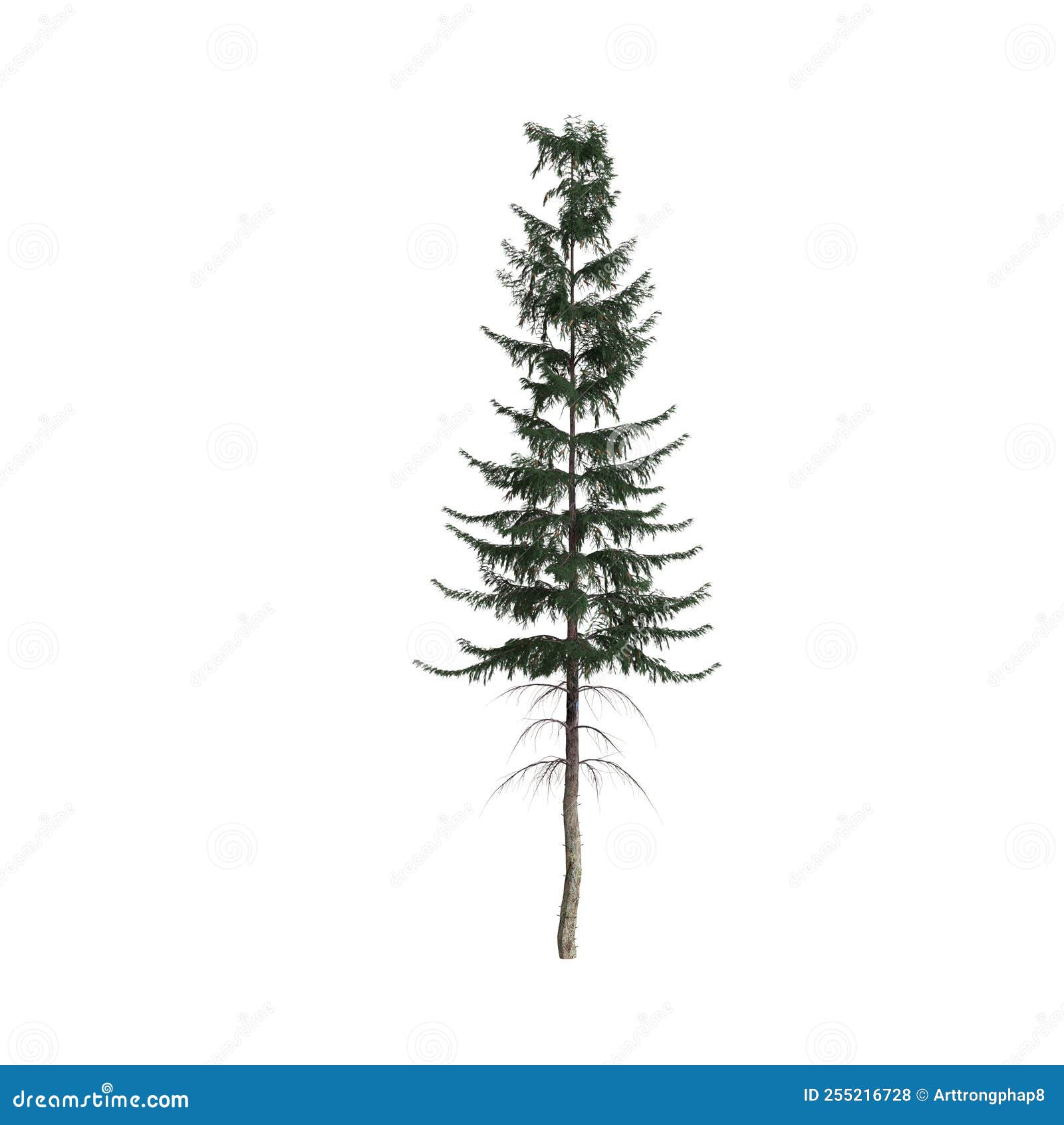 3d Illustration Of Picea Abies Tree Isolated On White Background ...