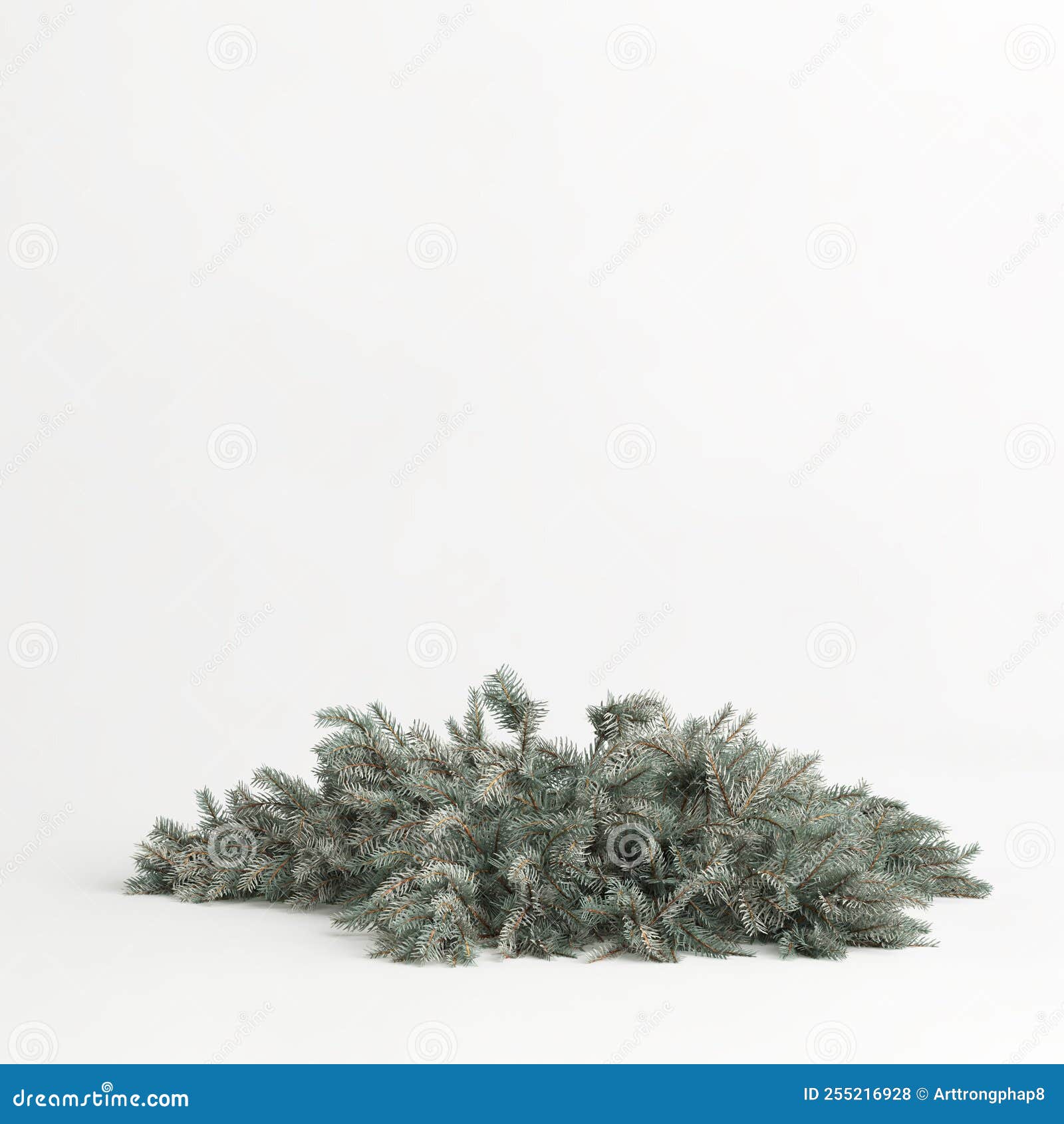 3d Illustration of Picea Pungens Glauca Procumbens Tree Isolated on ...