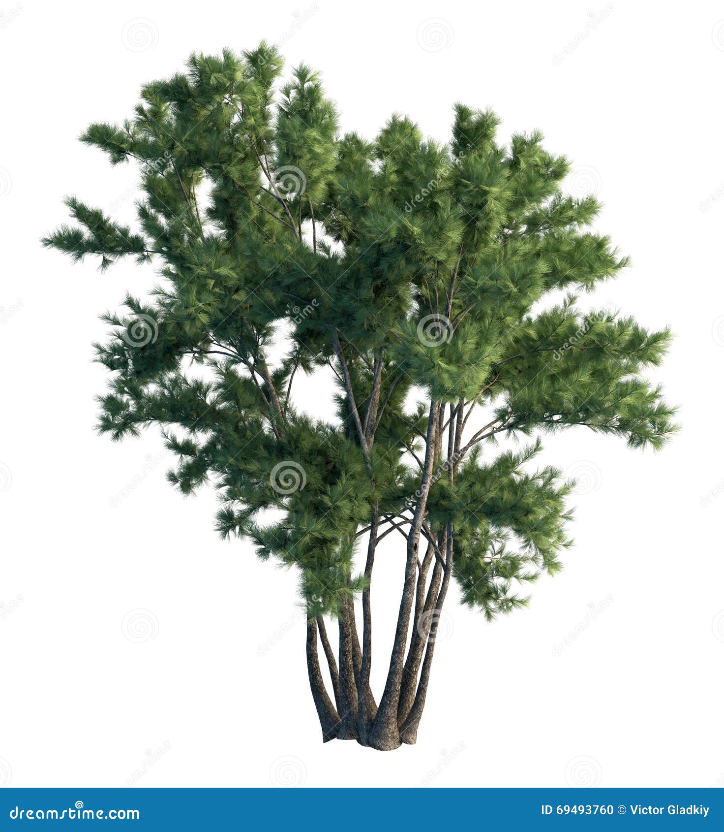 3D Illustration Pine Tree Isolated on White Stock Illustration ...