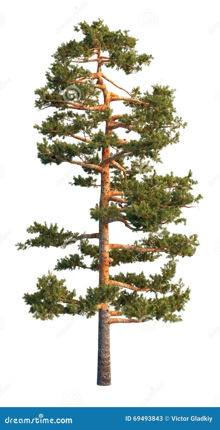 3D Illustration Pine Tree Isolated On White Stock Illustration ...