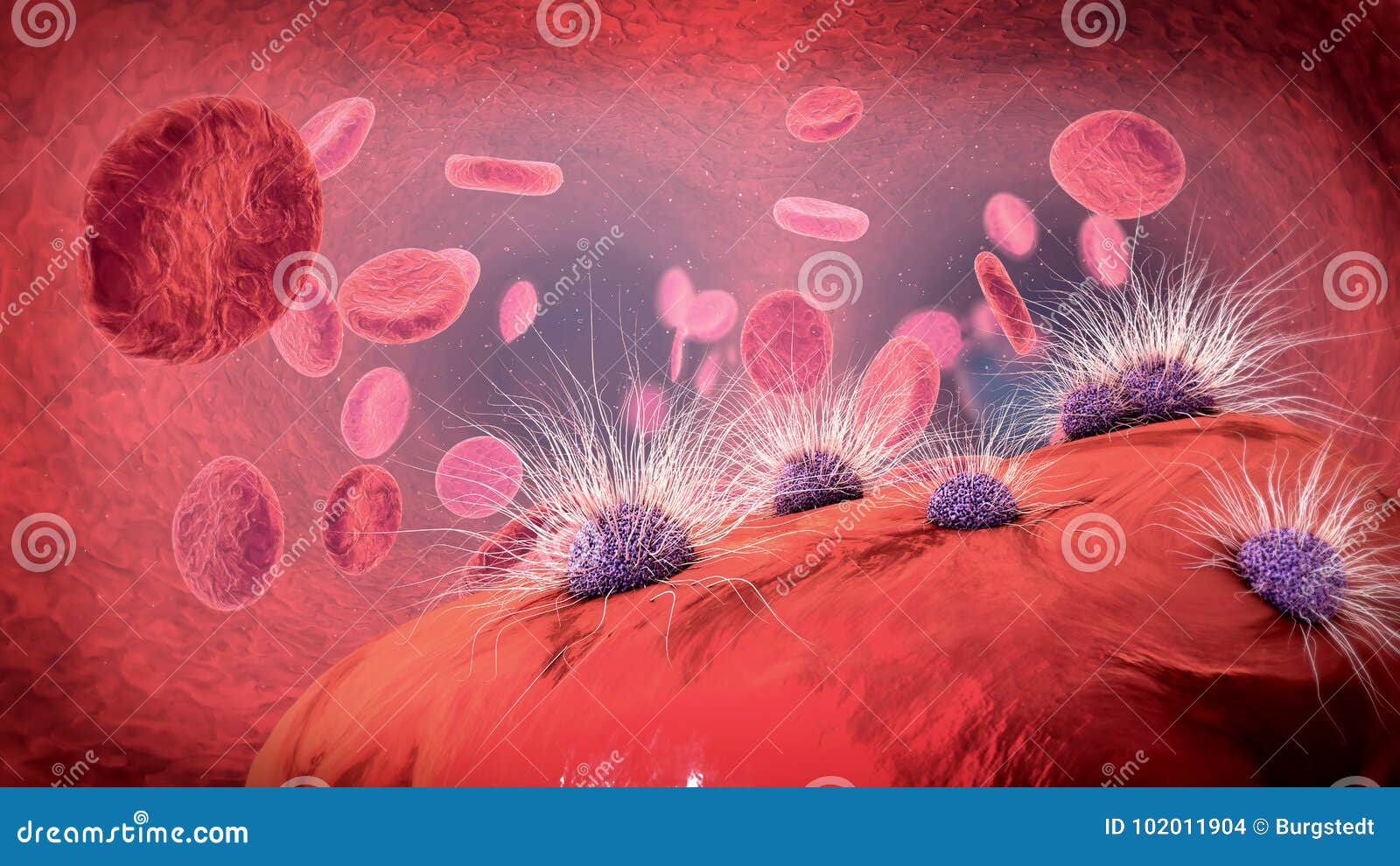 3d Illustration of Pink Coloured Pathogens Infesting Red Blood Cell ...