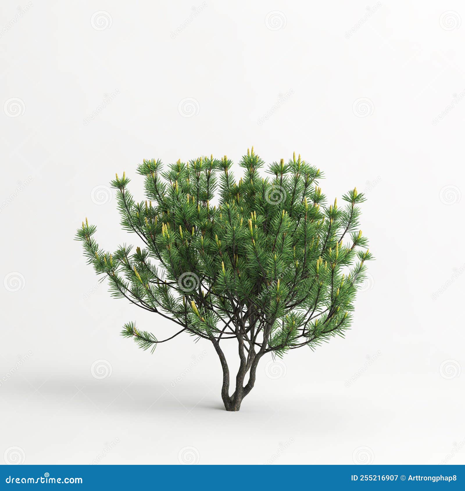 3d Illustration of Pinus Mugo Tree Isolated on White Background Stock ...