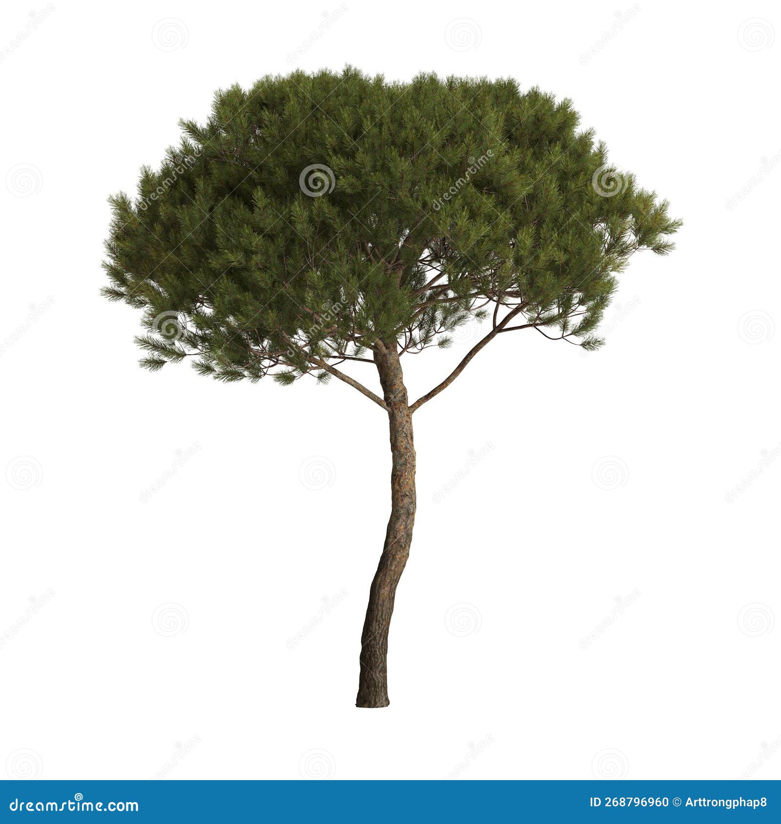 3d Illustration of Pinus Pinea Tree Isolated on White Background Stock ...