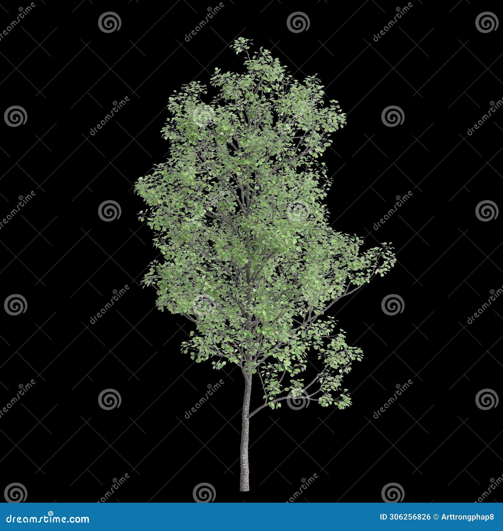 3d Illustration Of Populus Tremula Tree Isolated On Black Background ...