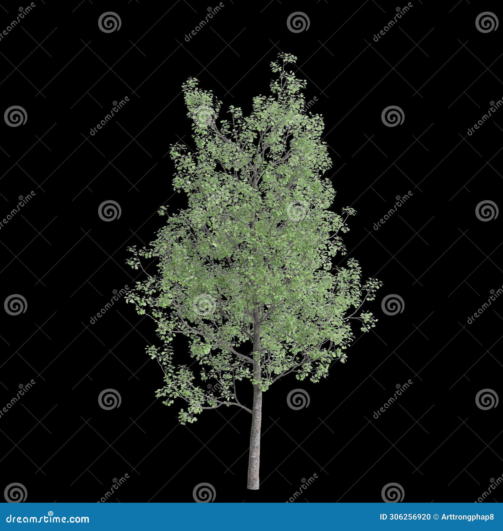 3d Illustration Of Populus Tremula Tree Isolated On Black Background ...