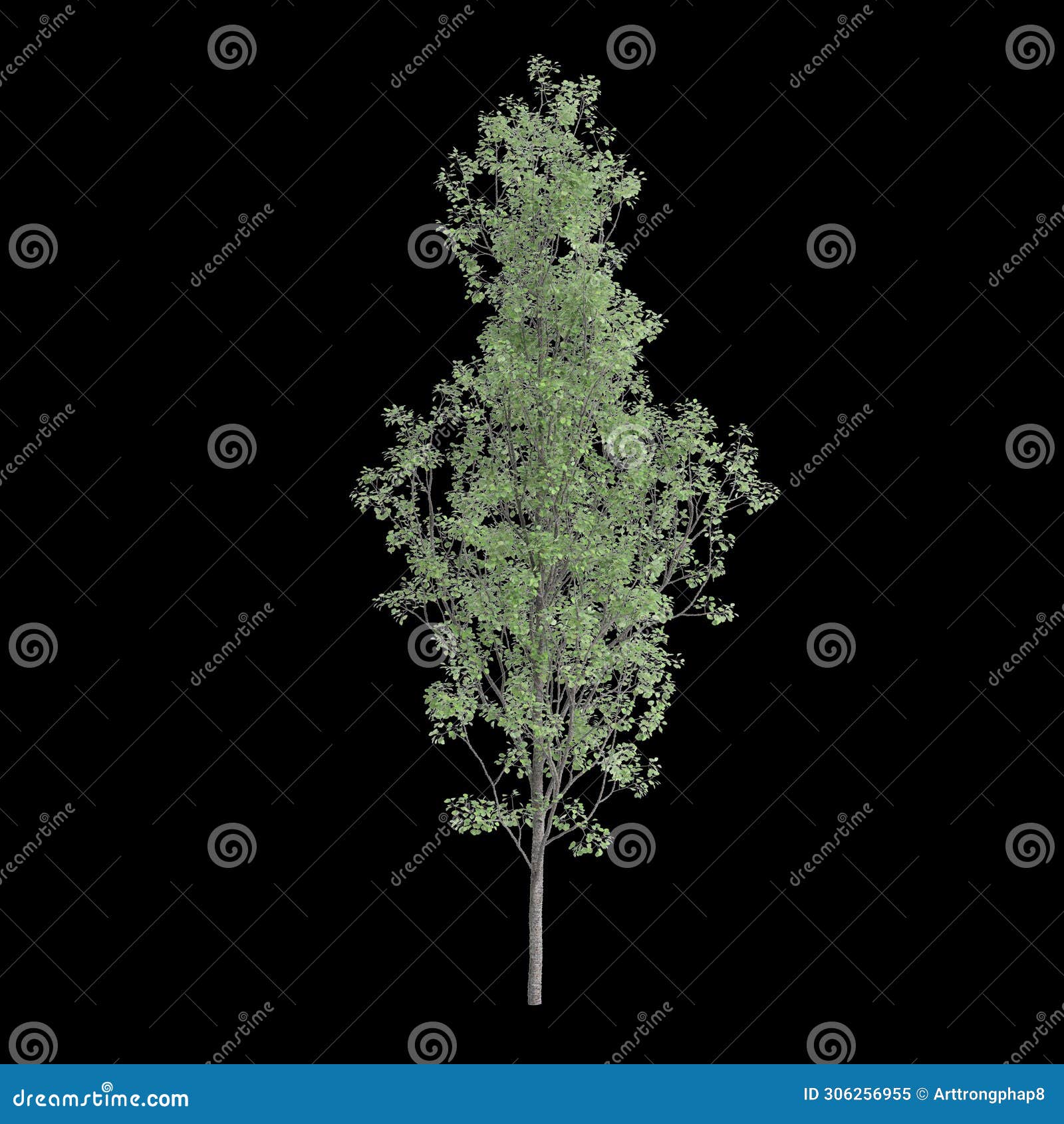3d Illustration Of Populus Tremula Tree Isolated On Black Background ...
