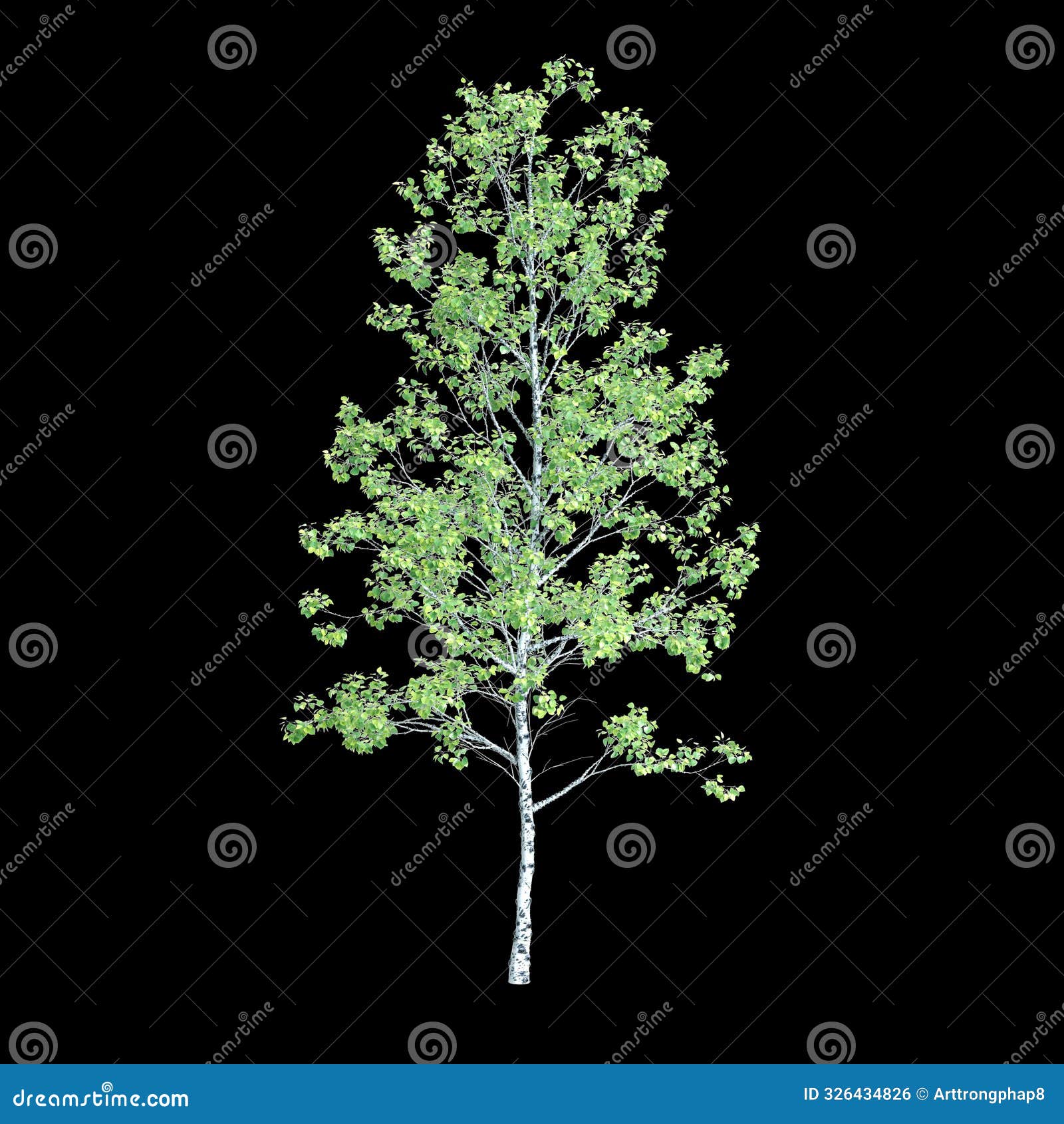 3d Illustration Of Populus Tremuloides Tree Isolated On Black ...