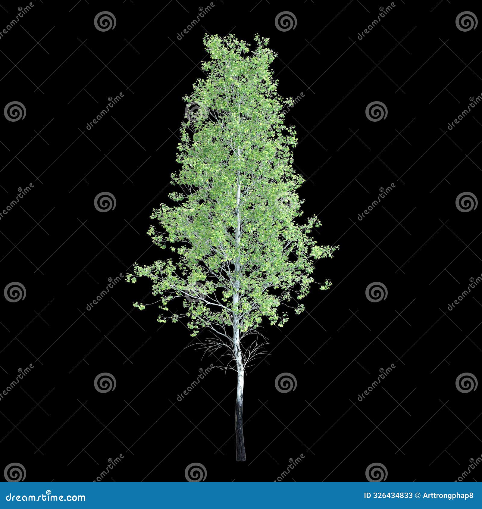 3d Illustration Of Populus Tremuloides Tree Isolated On Black ...