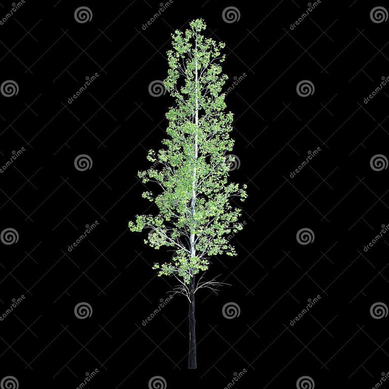 3d Illustration of Populus Tremuloides Tree Isolated on Black ...