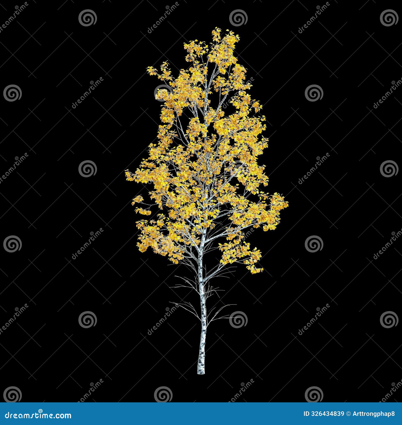 3d Illustration of Populus Tremuloides Tree Isolated on Black ...