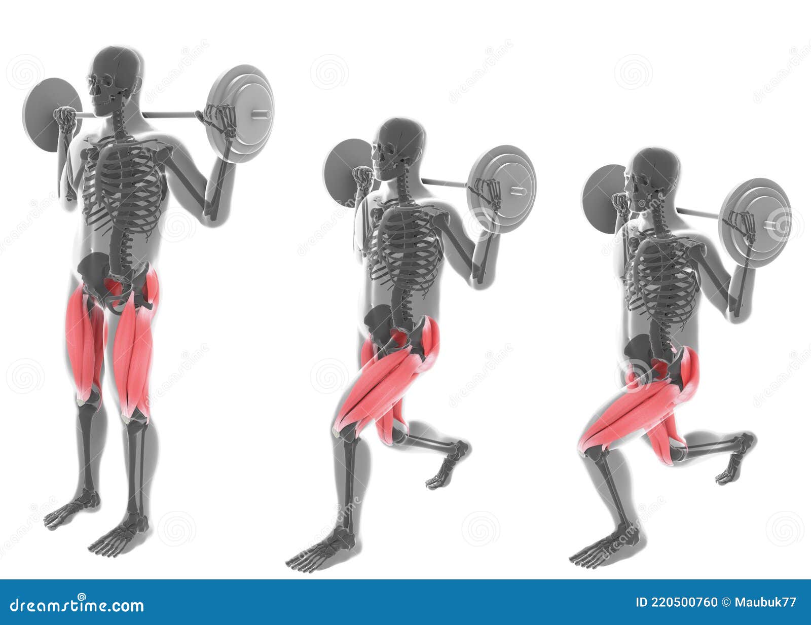 Anatomical Positions Vector Illustration. Scheme Of Superior, Inferior ...