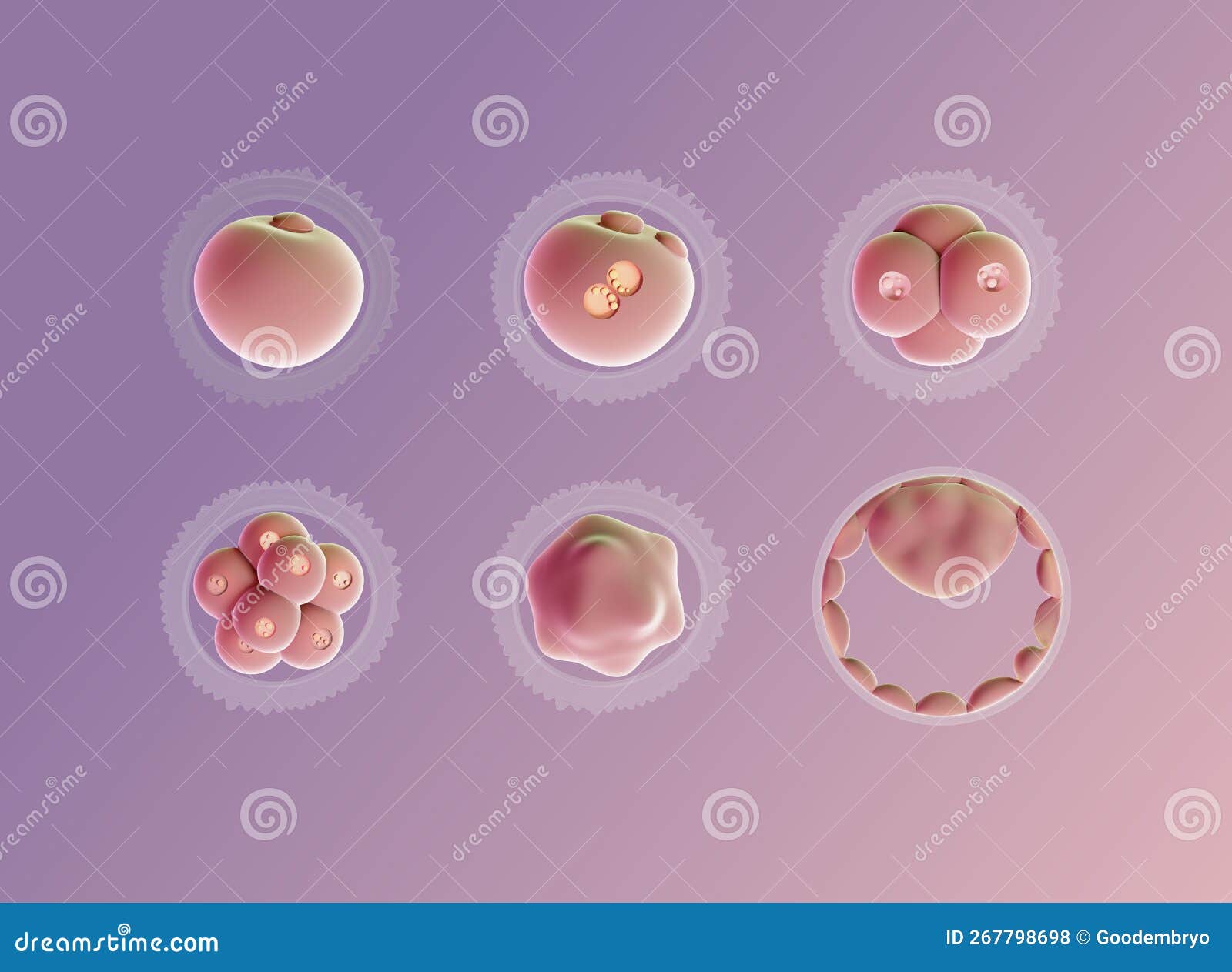 3d Illustration of Pre-implantation Embryo Developmental Process Stock ...