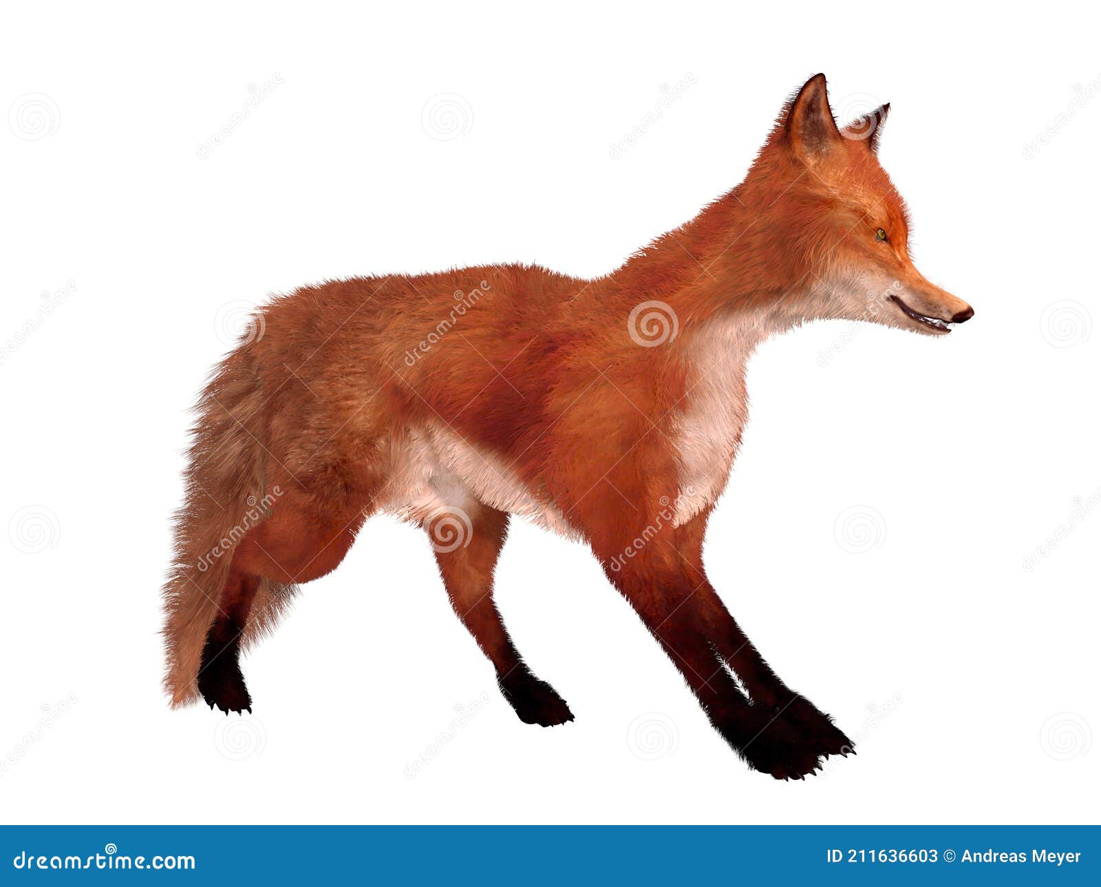 3d Illustration of an Realistic Fox Stock Illustration - Illustration ...