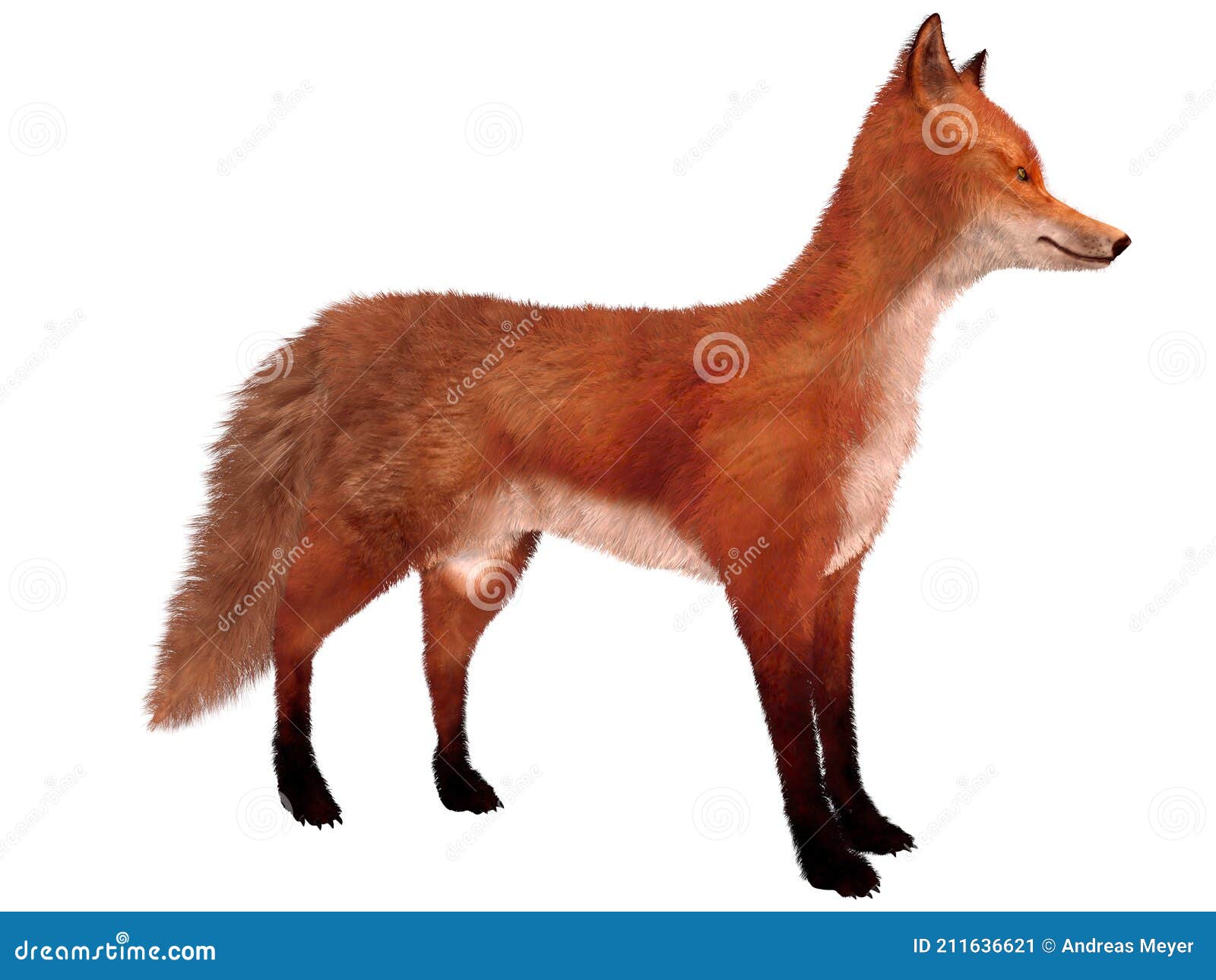 3d Illustration of an Realistic Fox Stock Illustration - Illustration ...