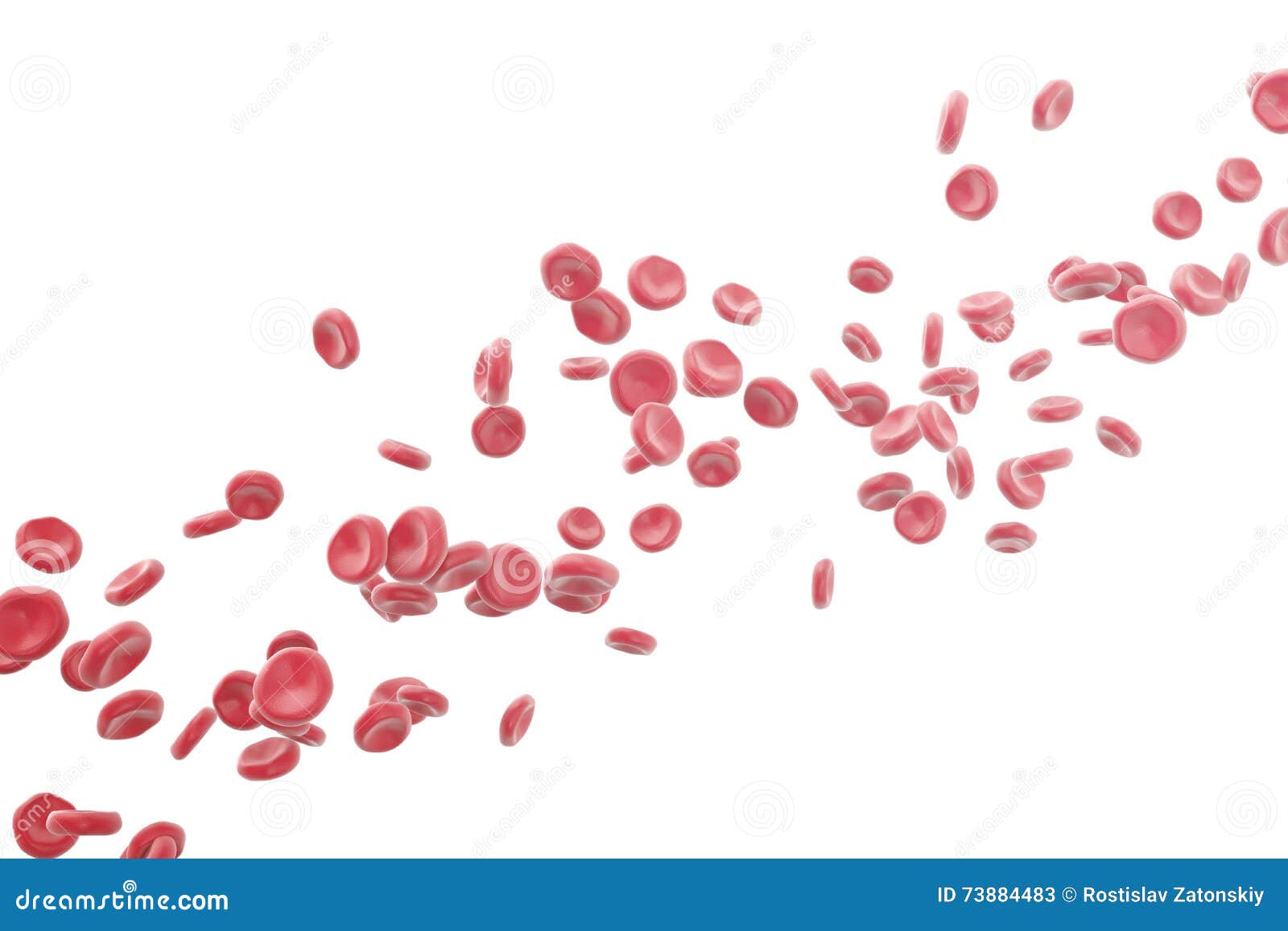 Fat Cells Isolated, White Adipocyte And Lipocyte, Cholesterol In A ...
