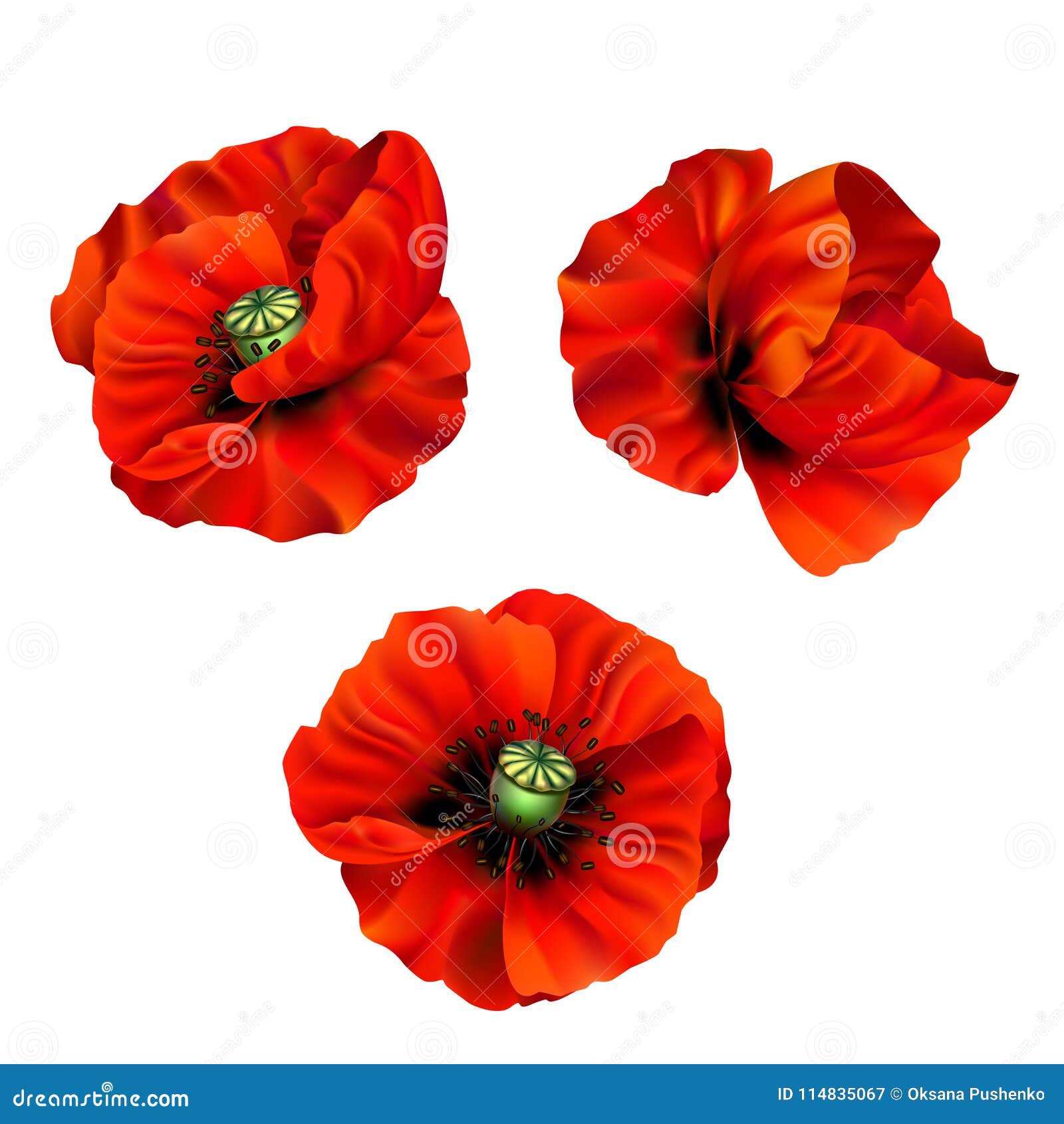 3d Illustration of Red Poppy Stock Vector - Illustration of element ...