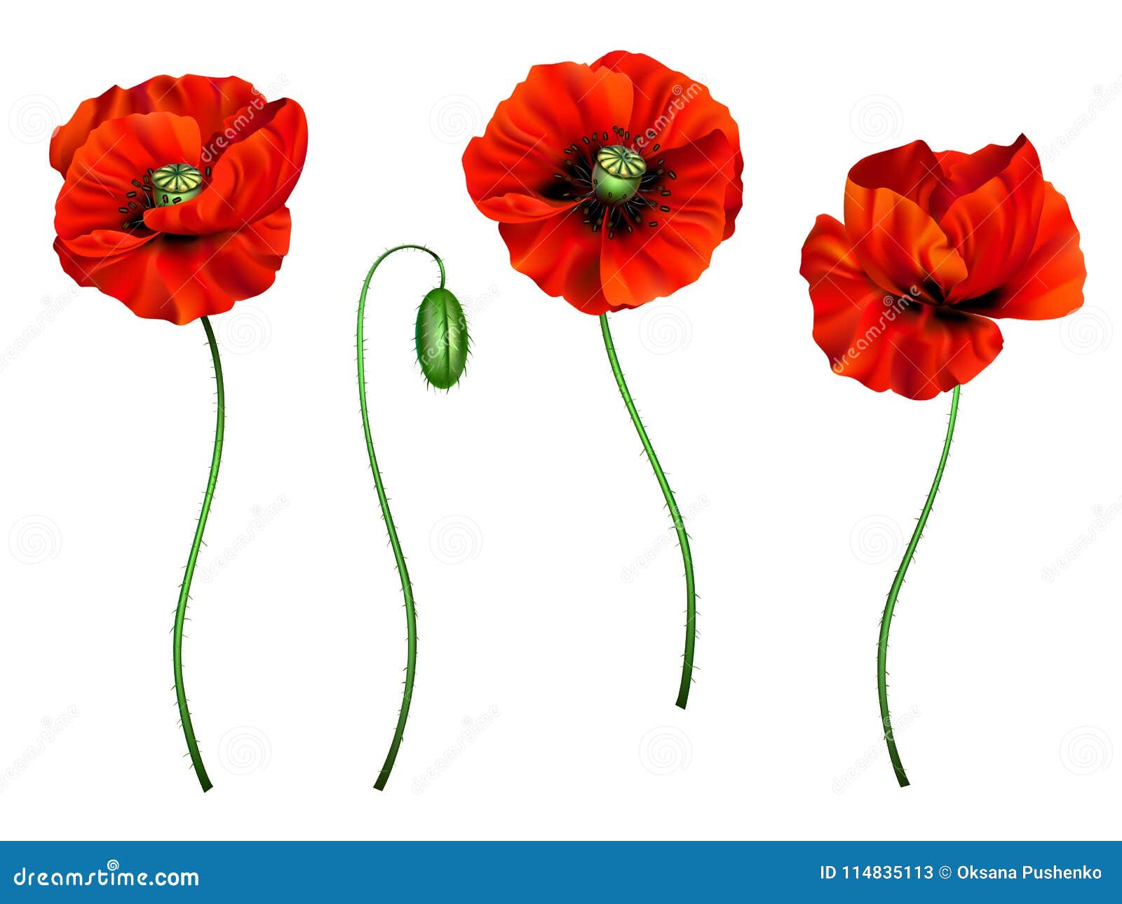Red Poppy Flower Vector