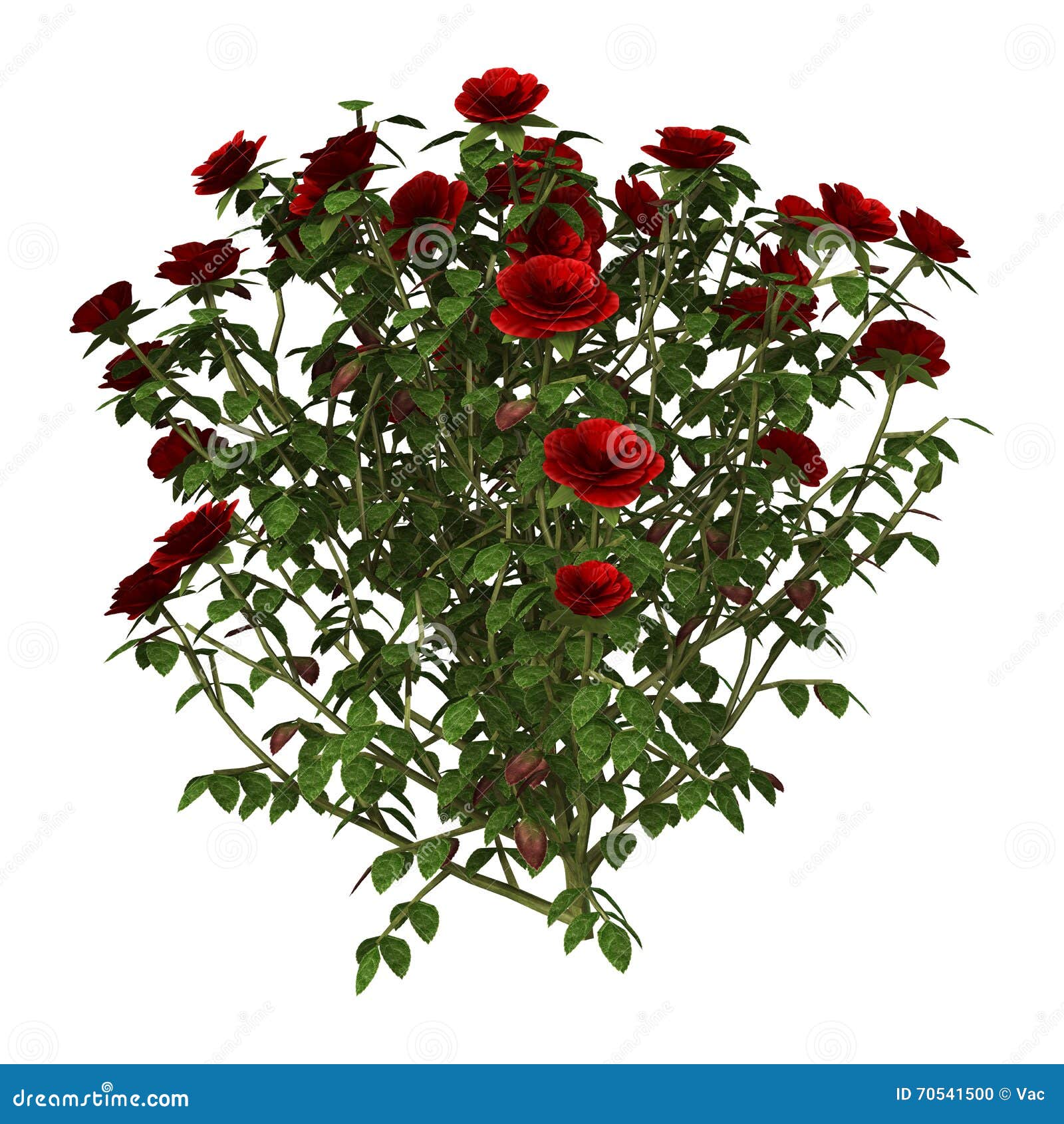 Red Rose Bush Stock Illustrations – 1,949 Red Rose Bush Stock ...