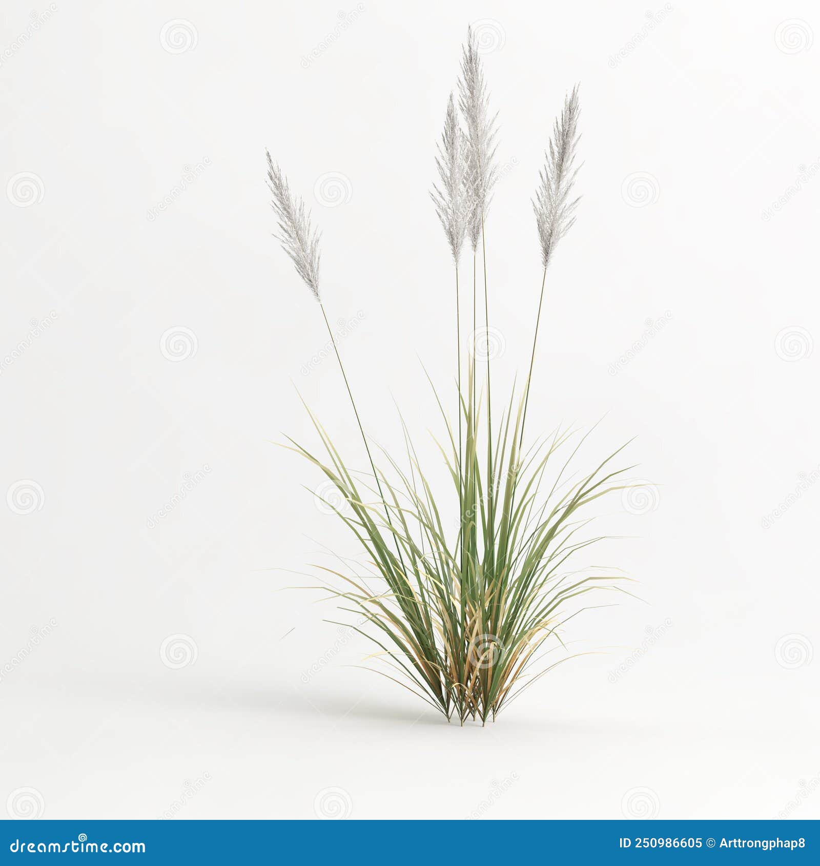 3d Illustration of Reed Isolated on White Background Stock Illustration ...