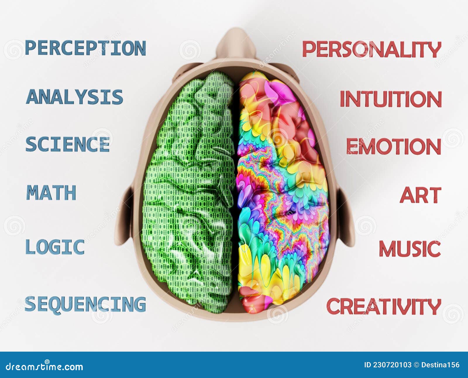 Lobes Of Brain Human Side View, Template Line. Different Areas Of Brain ...