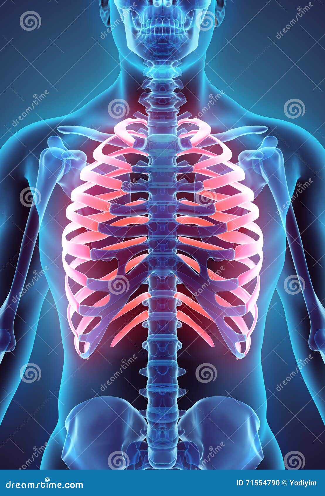 3D Illustration of Ribs, Medical Concept. Stock Illustration ...