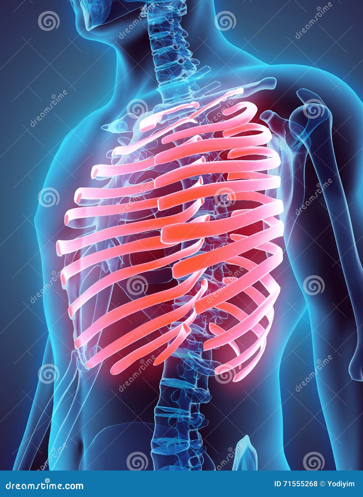 3D Illustration of Ribs, Medical Concept. Stock Illustration ...