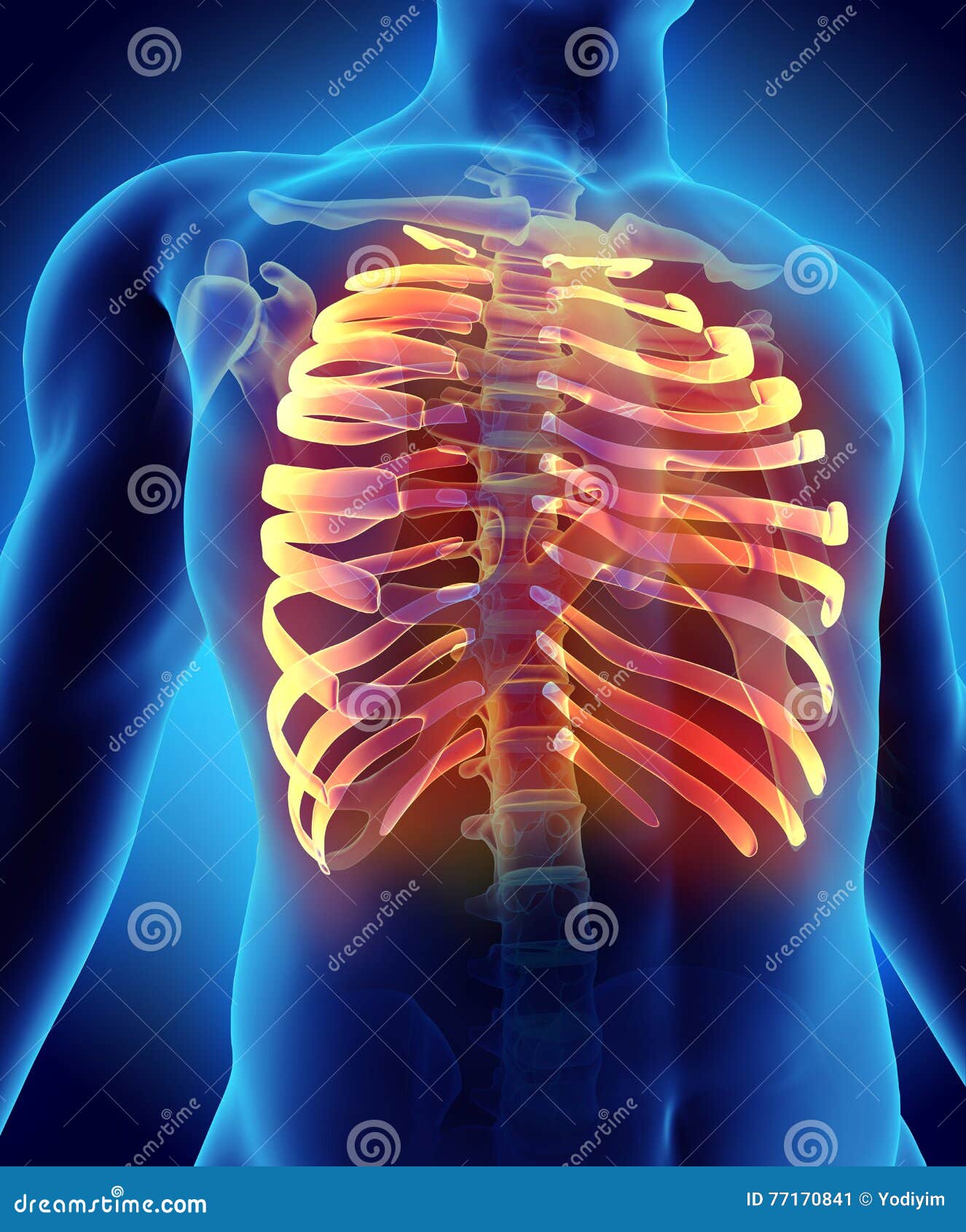 3D Illustration of Ribs, Medical Concept. Stock Illustration ...