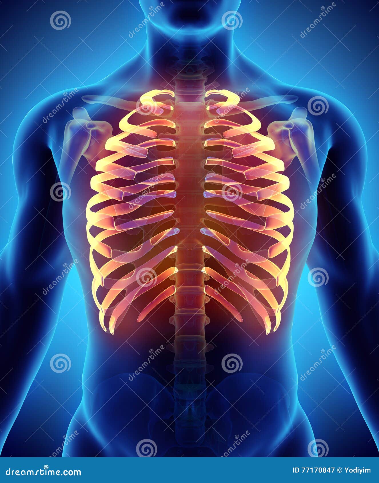 3D Illustration of Ribs, Medical Concept. Stock Illustration ...