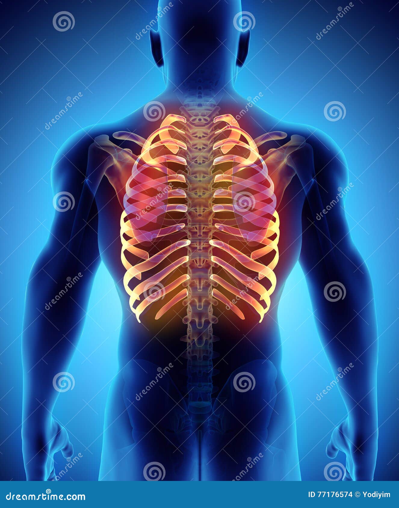 X-ray Illustration. X-ray Ribs Flat Icon On White Background. X-ray ...