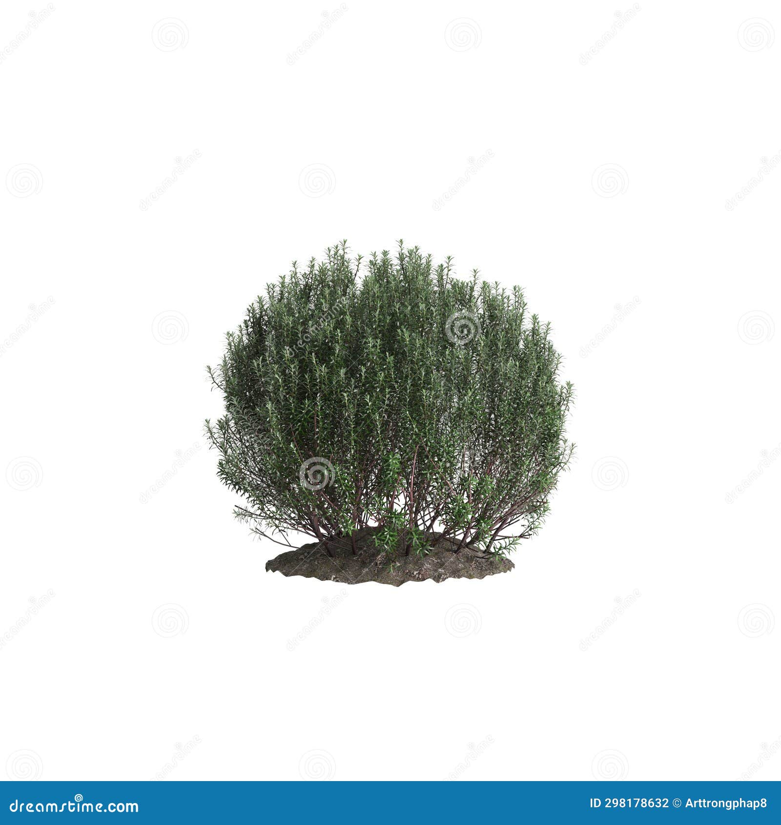 3d Illustration of Rosmarinus Officinalis Bush Isolated on White ...