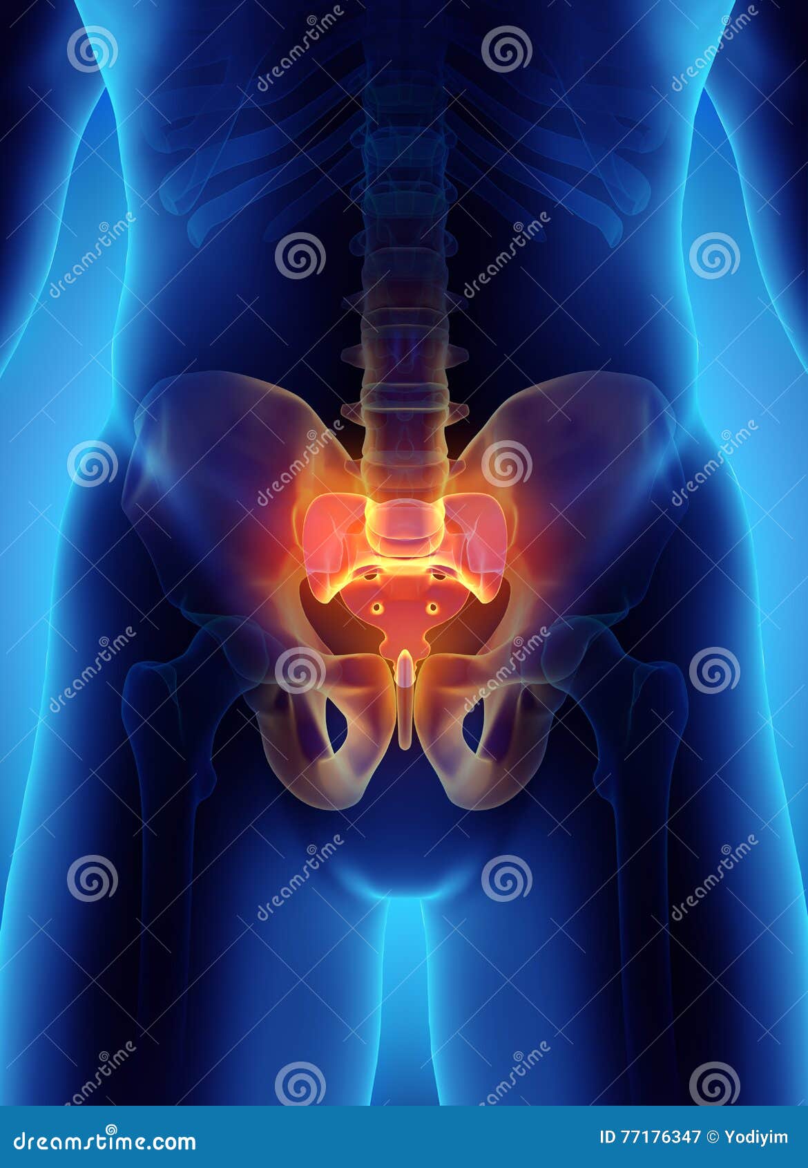 3D Illustration of Sacral Spine, Medical Concept. Stock Illustration ...