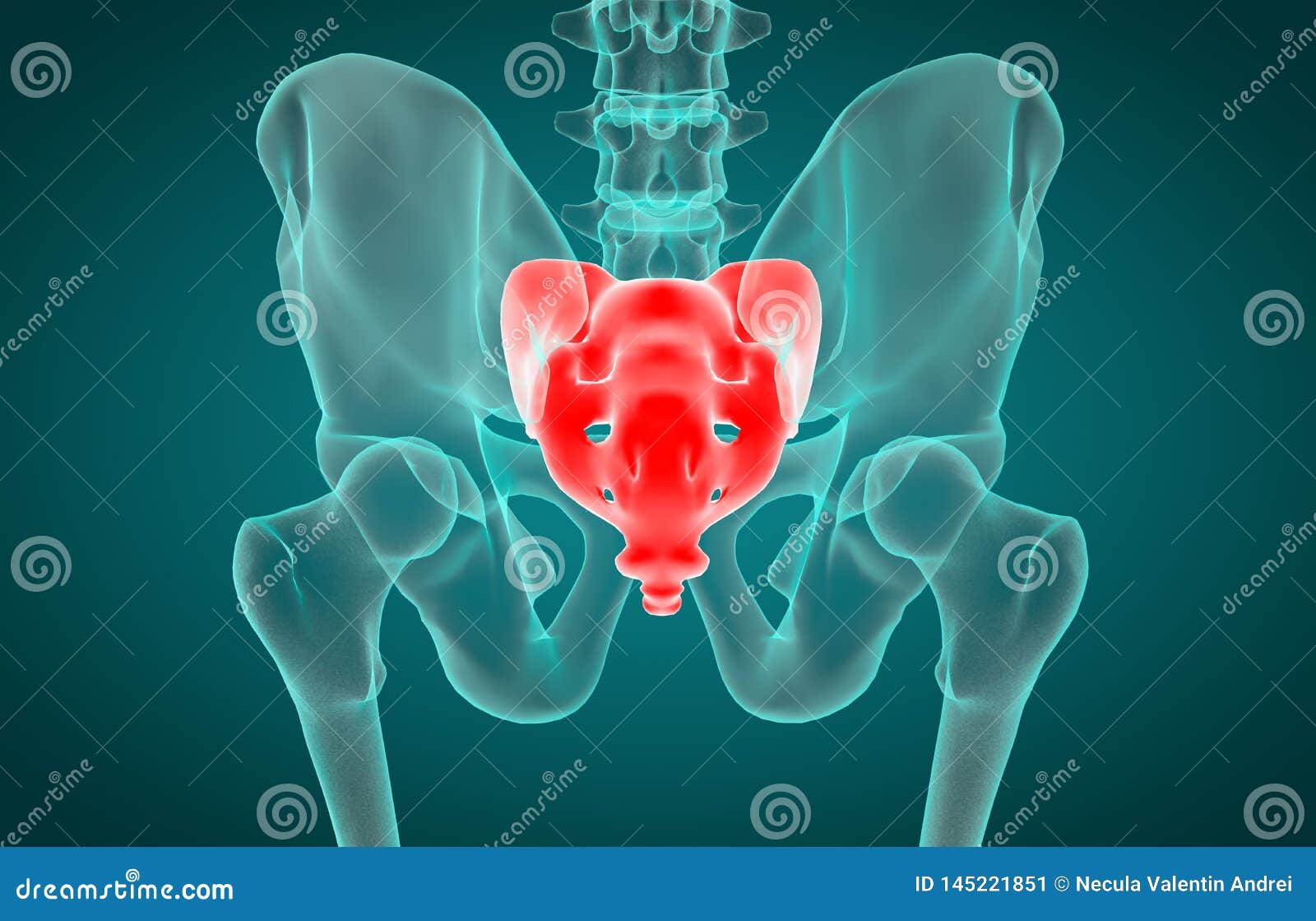 3D illustration of Sacrum stock illustration. Illustration of internal ...