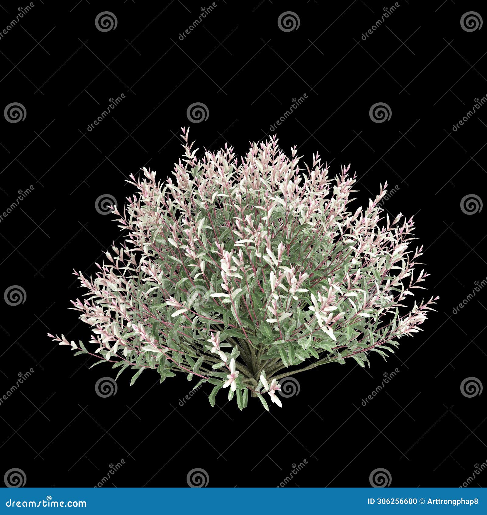 3d Illustration Of Salix Integra Tree Isolated On Black Background ...