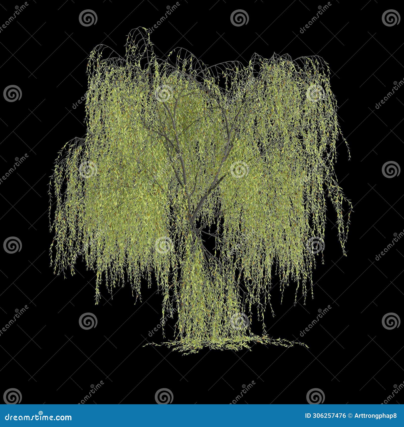 3d Illustration Of Salix Tristis Tree Isolated On Black Background ...