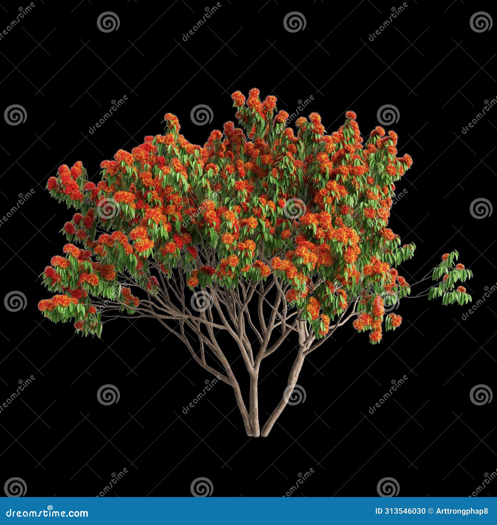 3d Illustration of Saraca Asoca Tree Isolated on Black Background Stock ...