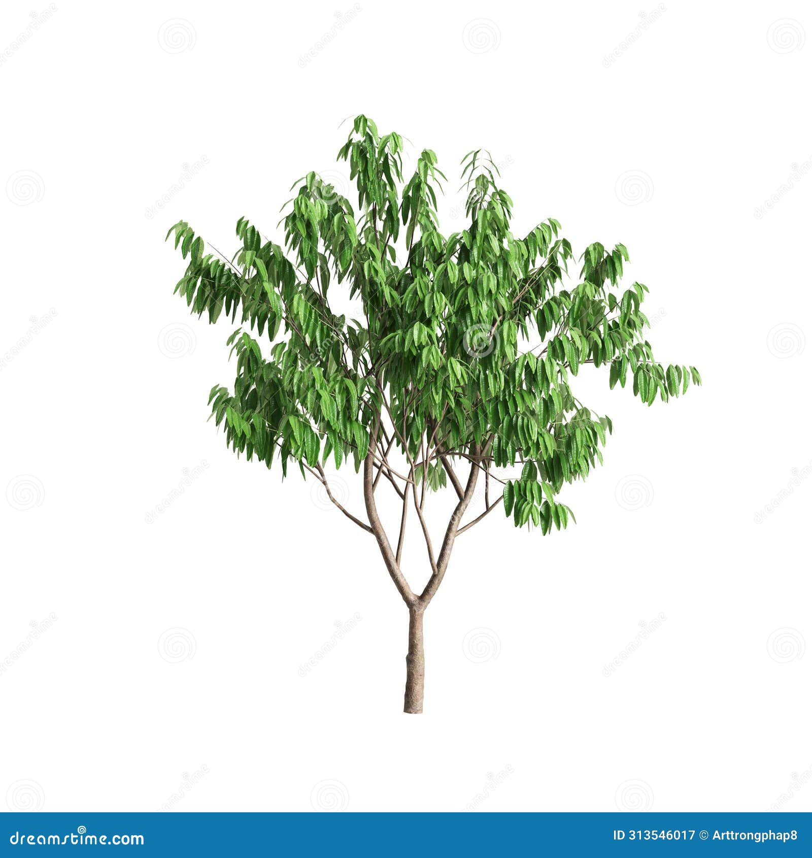 3d Illustration Of Set Saraca Asoca Tree Isolated On Black Background ...
