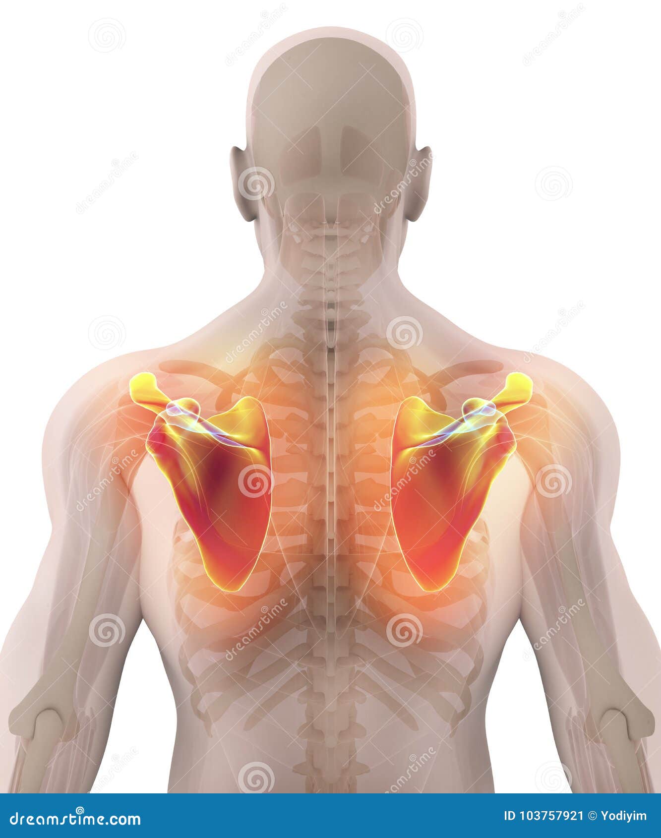 3D Illustration of Scapula, Medical Concept. Stock Illustration ...