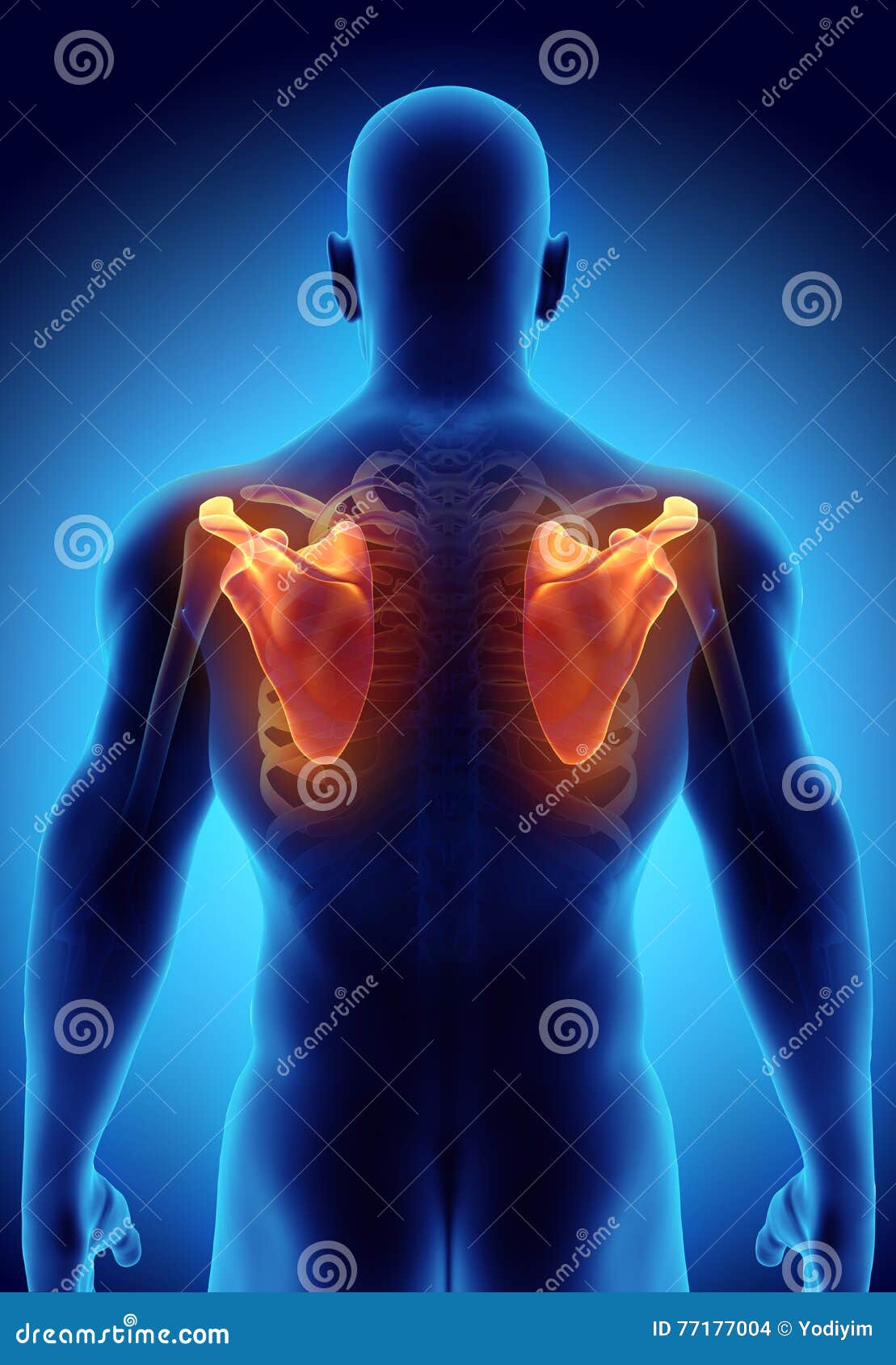 3D Illustration of Scapula, Medical Concept. Stock Illustration ...