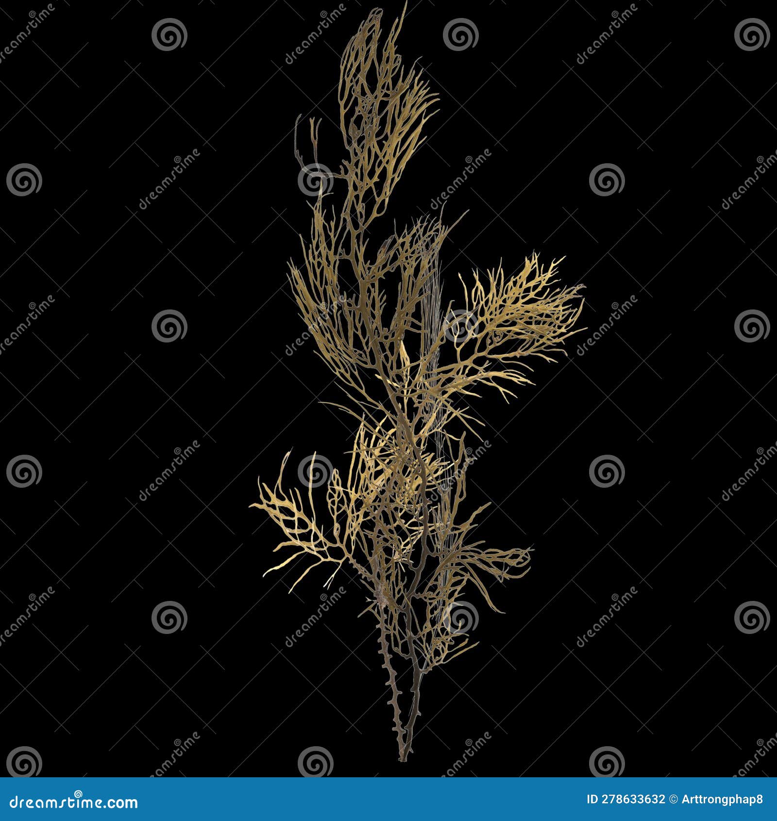 3d Illustration of Seaweed Isolated on Black Background Stock ...