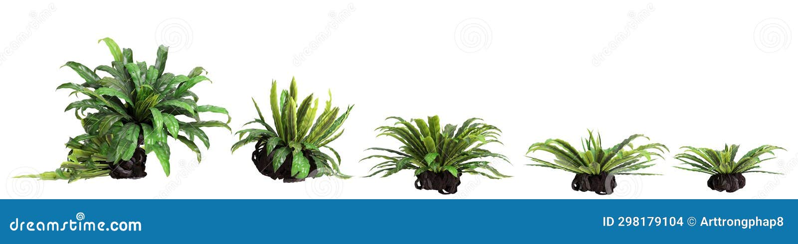 Asplenium Nidus Vintage Illustration | CartoonDealer.com #163323534