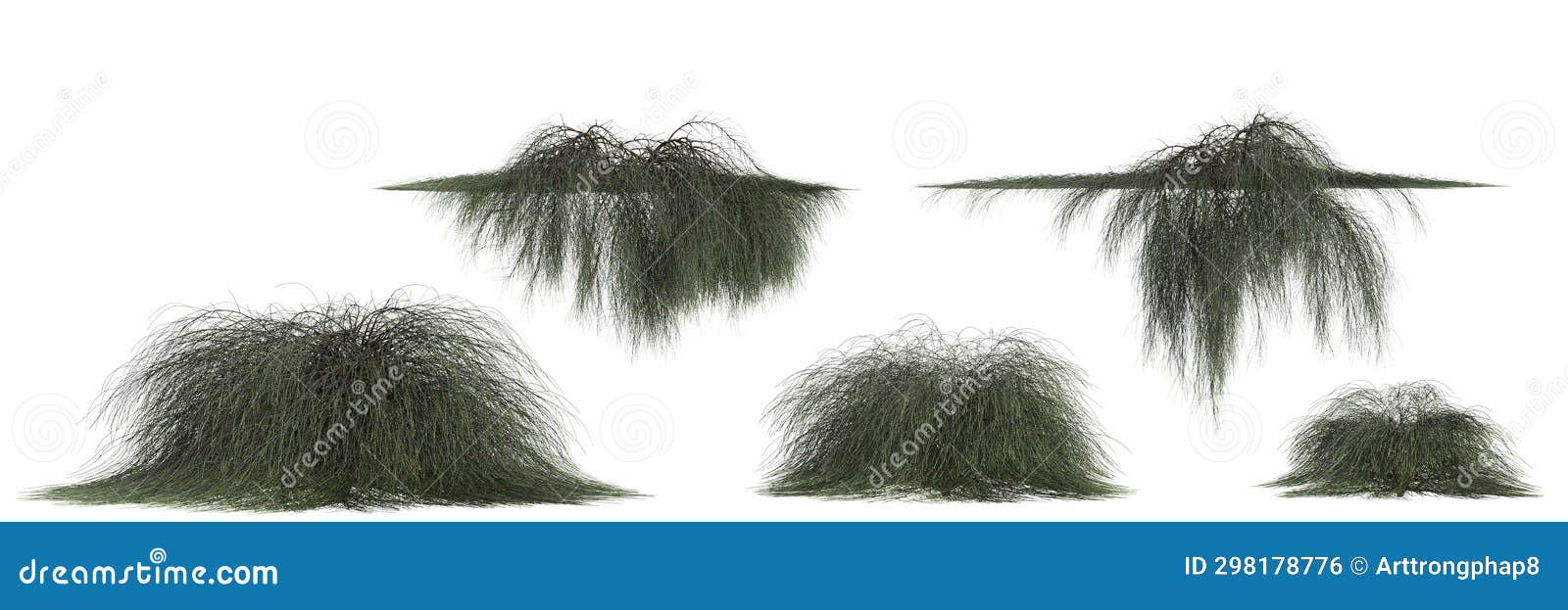 3d Illustration Of Casuarina Equisetifolia Bush Isolated On Black ...