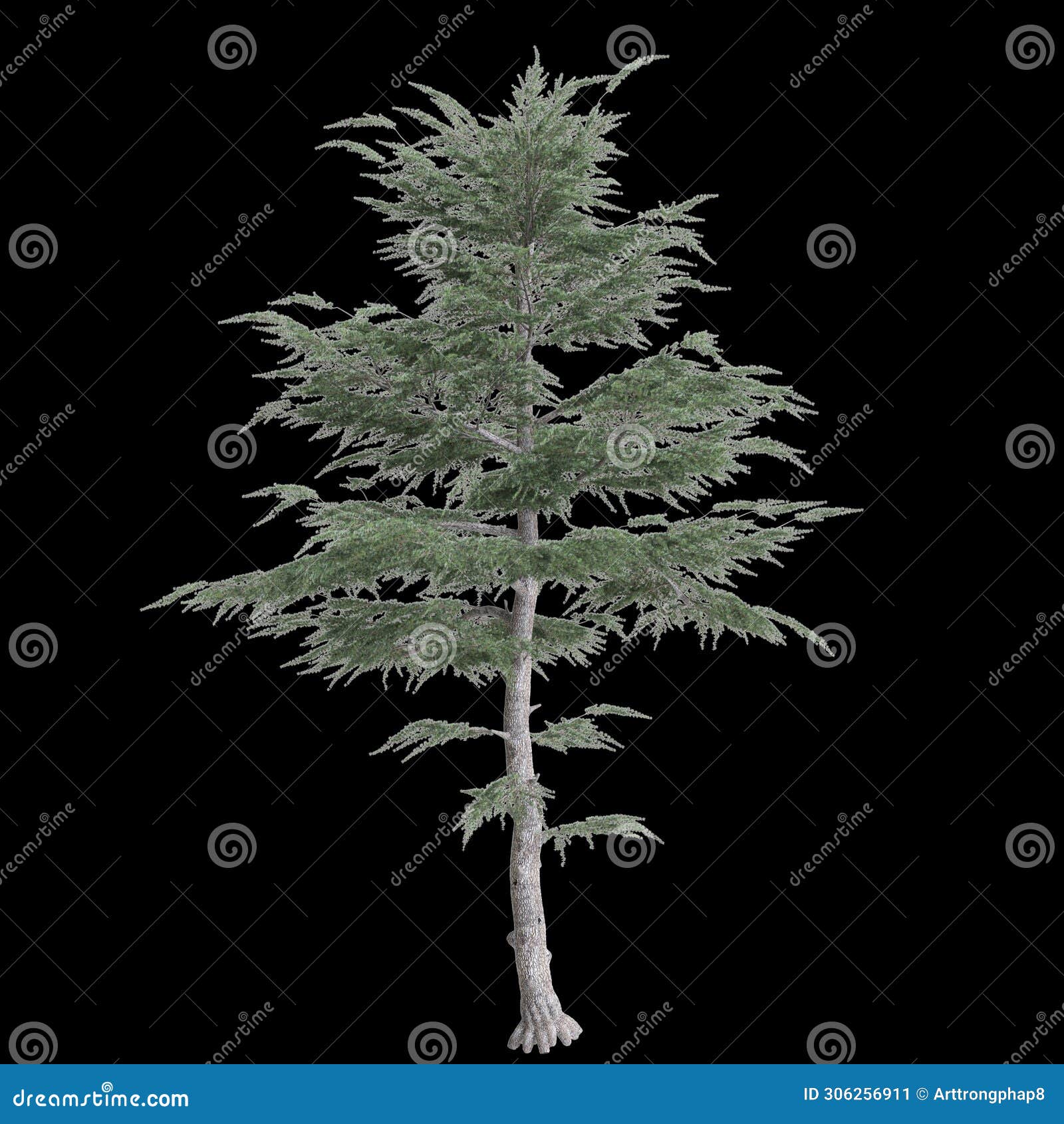 3d Illustration of Set Cedrus Libani Tree Isolated on Black Background ...