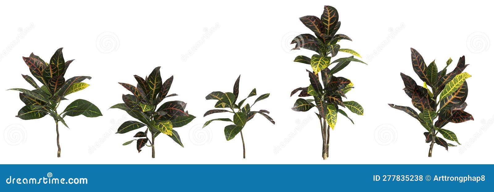 3d Illustration Of Set Codiaeum Variegatum Plant Isolated On White ...